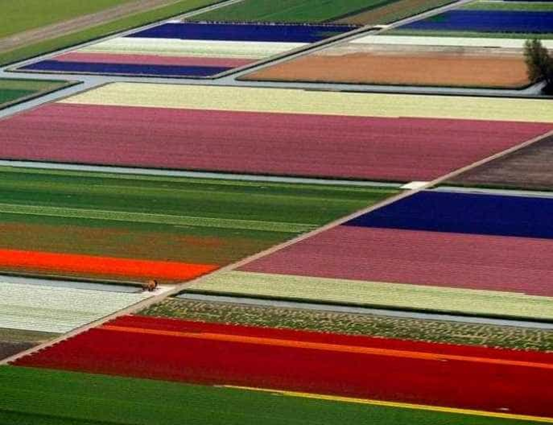 Aproveite a primavera na Holanda e conheça os jardins de Keukenhof