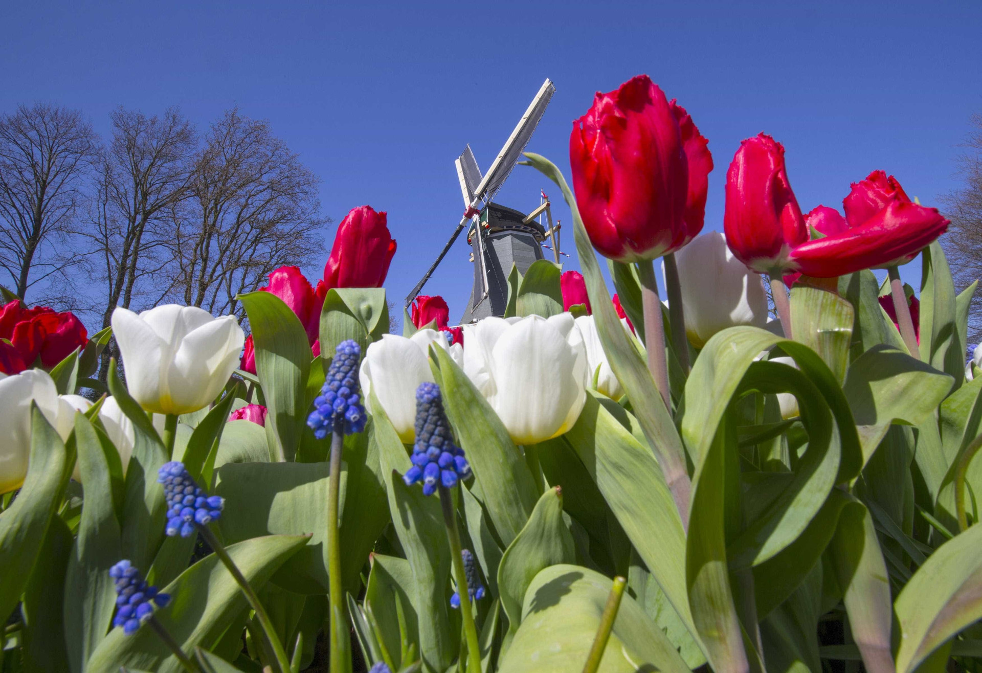 Aproveite a primavera na Holanda e conheça os jardins de Keukenhof